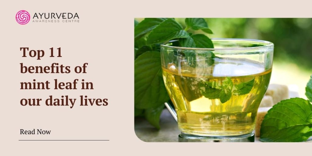 Top Benefits of Mint Leaf in our Daily Lives | Ayurveda Awareness